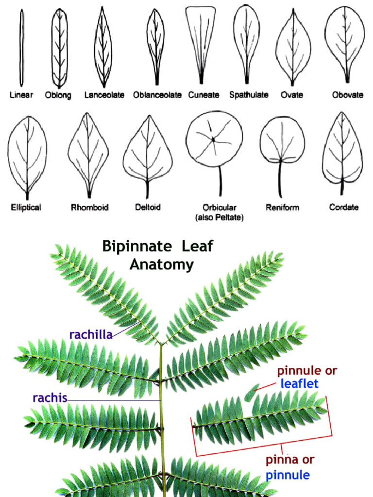 Types, Shapes and Margins | PDF | Leaf | Plants