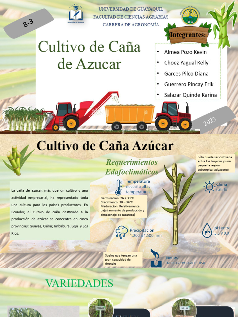 Cultivo y Manejo de Caña de Azúcar | PDF | Fertilizante | Agricultura