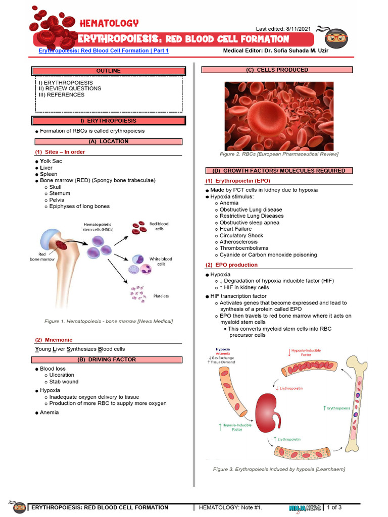 Erythropoiesis: Red Blood Cell Formation | PDF | Red Blood Cell ...