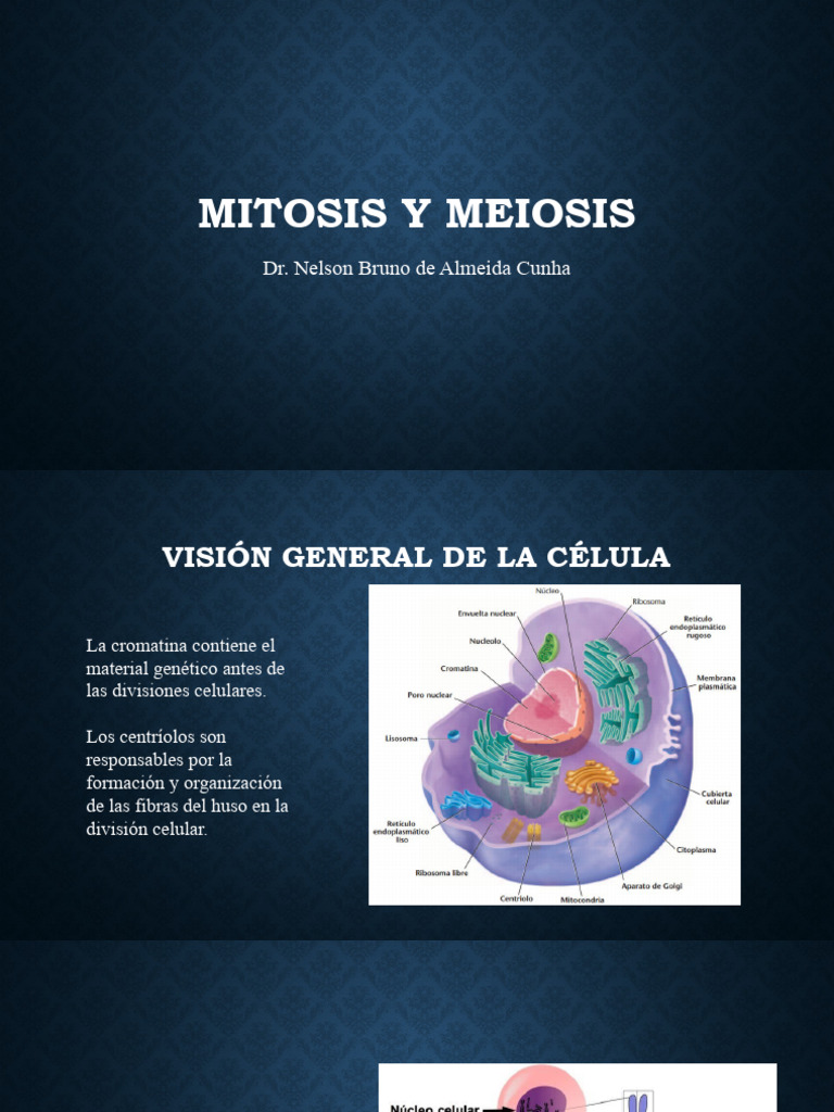 Mitosis y Meiosis | Descargar gratis PDF | Mitosis | Mitosis