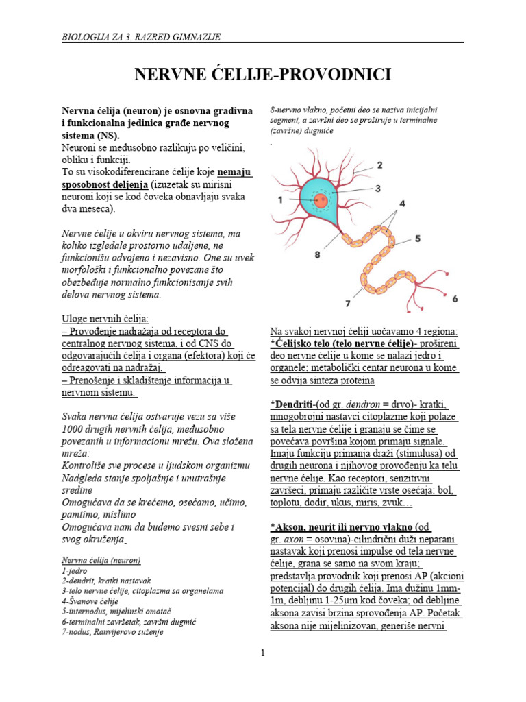 Nervne Ćelije-Provodnici. JG | PDF
