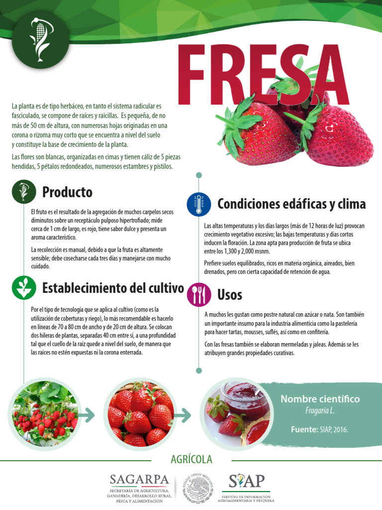 Fresa | PDF | Plantas | Botánica