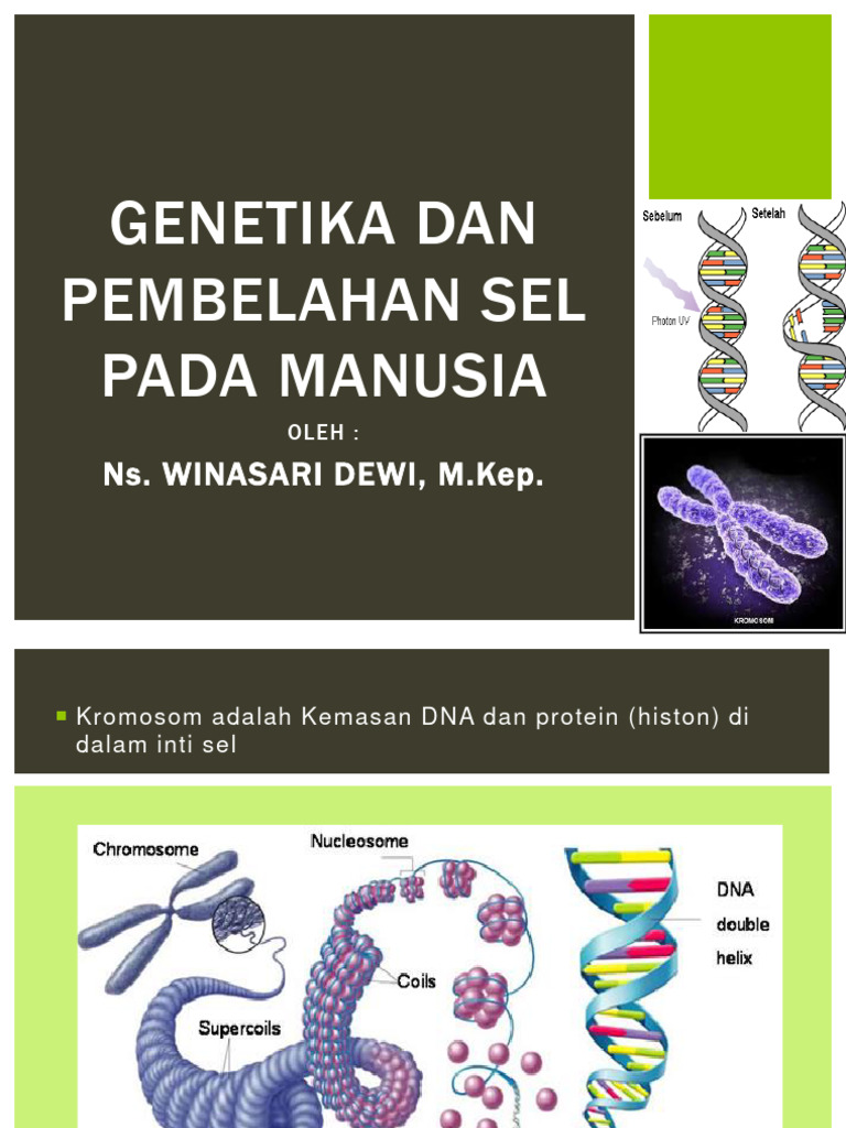 Genetika Dan Pembelahan Sel Manusia | PDF