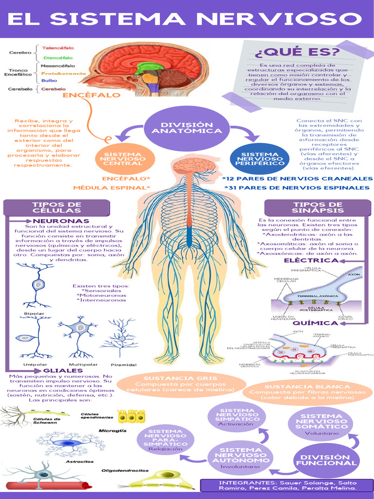 AF2 TP8 Nervioso | PDF
