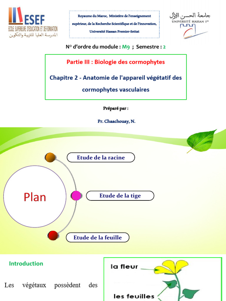 Anatomie de L'appareil Végétatif Des Cormophytes Vasculaires | PDF