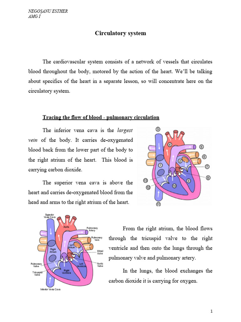 Circulatory System | PDF
