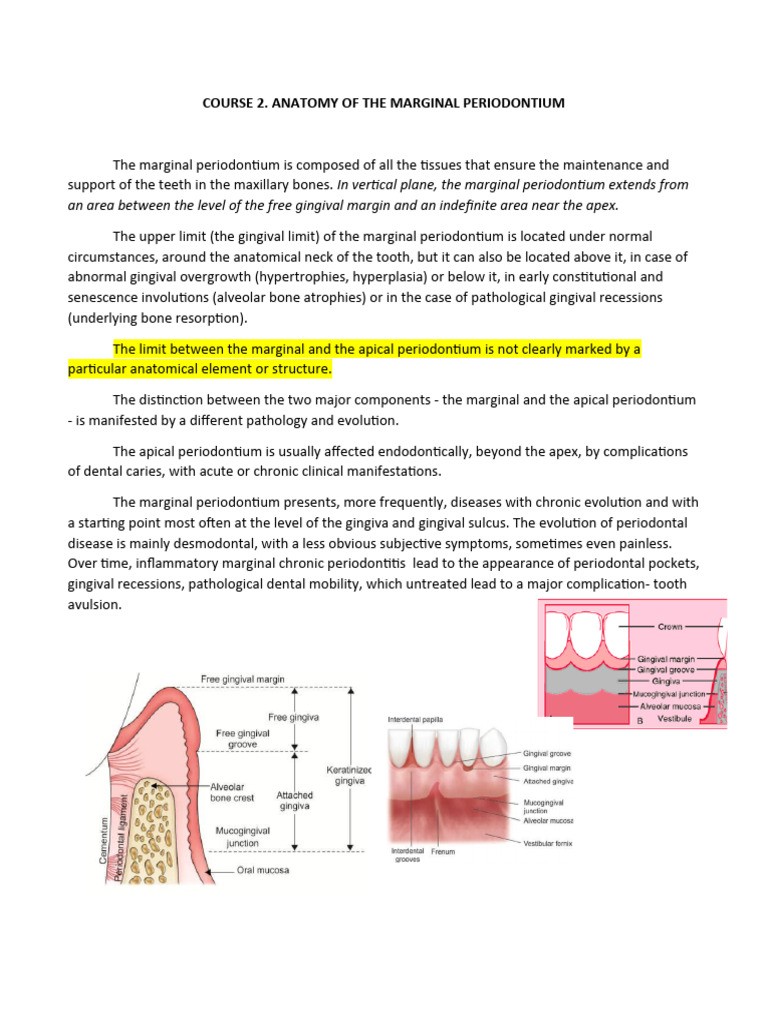 Anatomy of The Marginal Periodontium | PDF | Epithelium | Periodontology