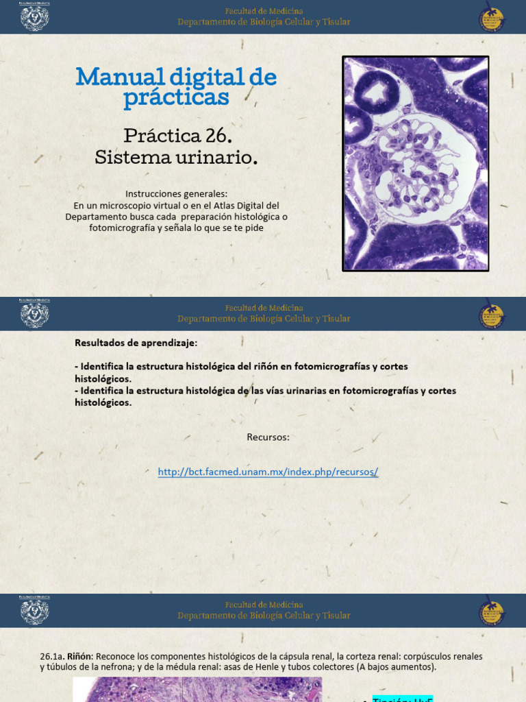 Practica 26. Sistema Urinario | PDF