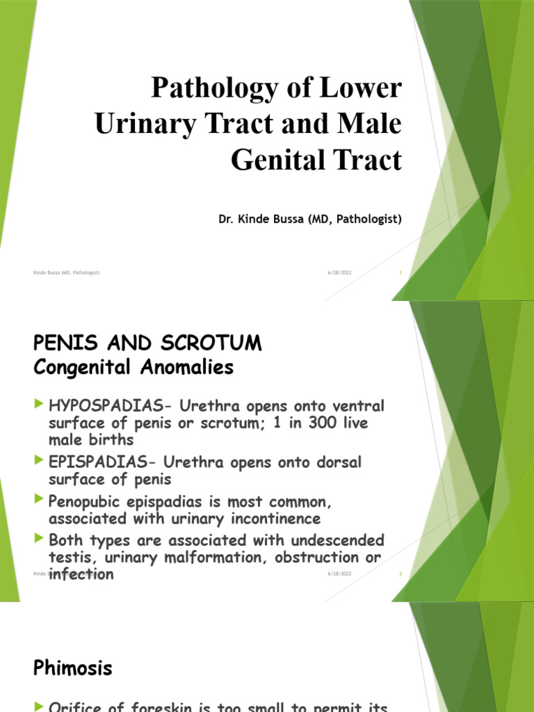 Pathology of lower urinary tract and male genital tract | PDF | Prostate Cancer | Carcinoma