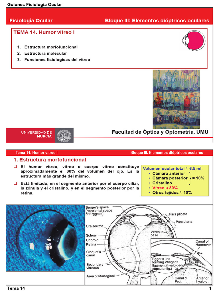 Tema 14 | PDF | Ojo | Ojo humano