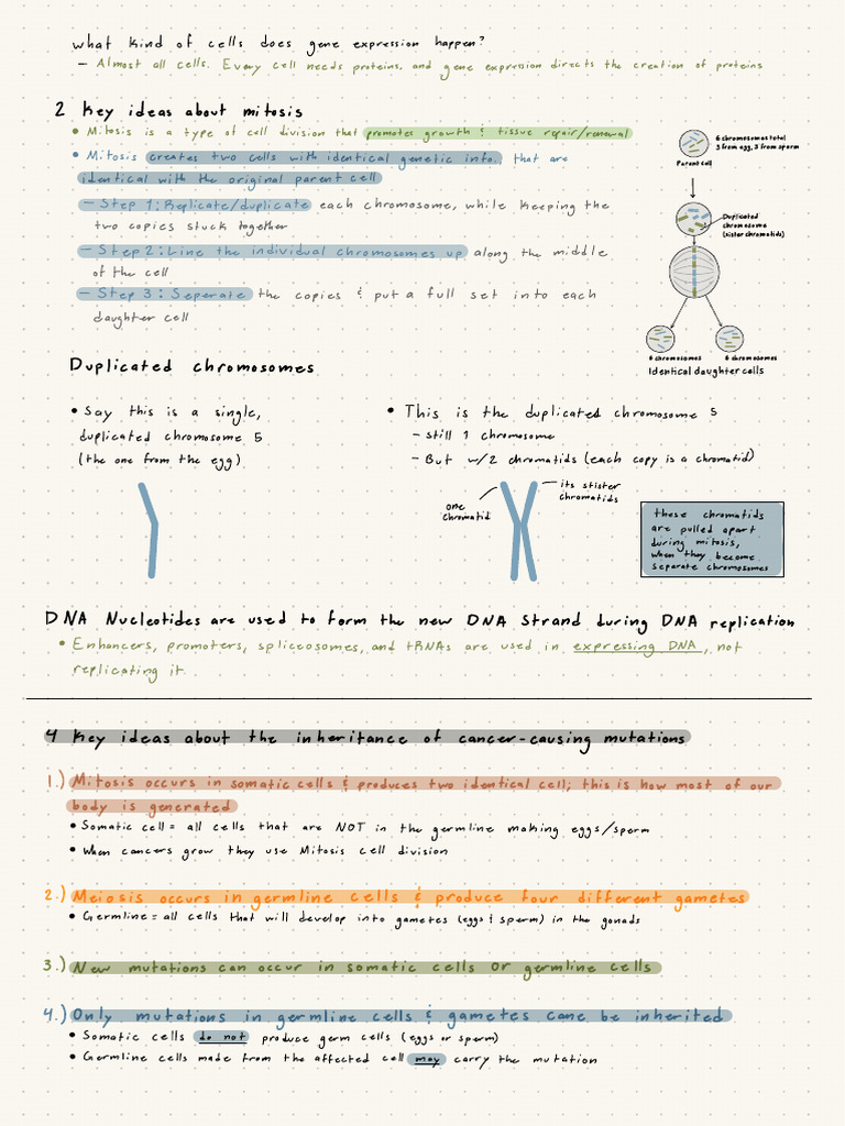 How Do Cells Replicate? (Mitosis) | PDF