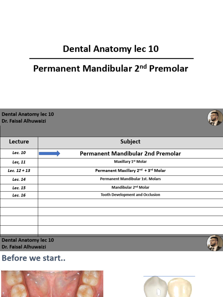 Dental Anatomy Lec 10 Pdf Dental Anatomy Human Anatomy