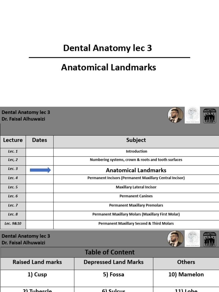 DA Lec.3 Anatomical Landmarks | PDF | Dental Anatomy | Animal Anatomy