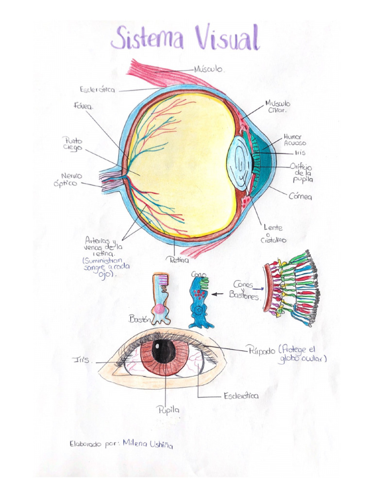 Sistema Visual | PDF
