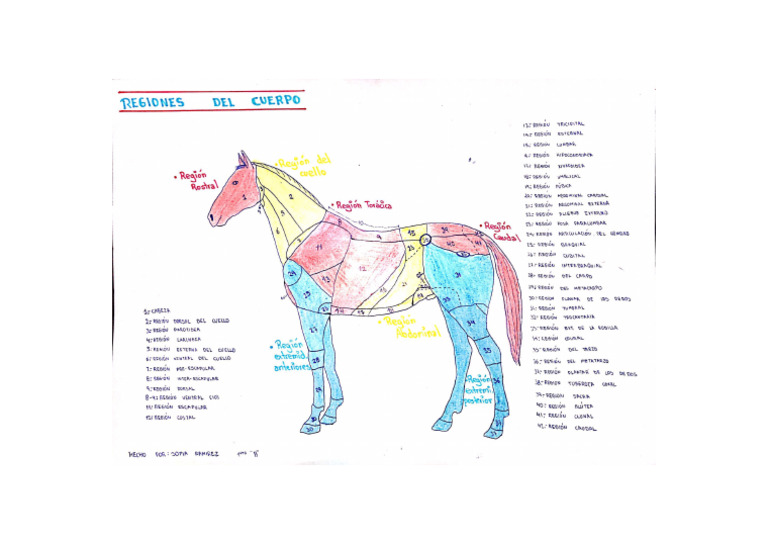 Regiones del Cuerpo del Caballo | PDF