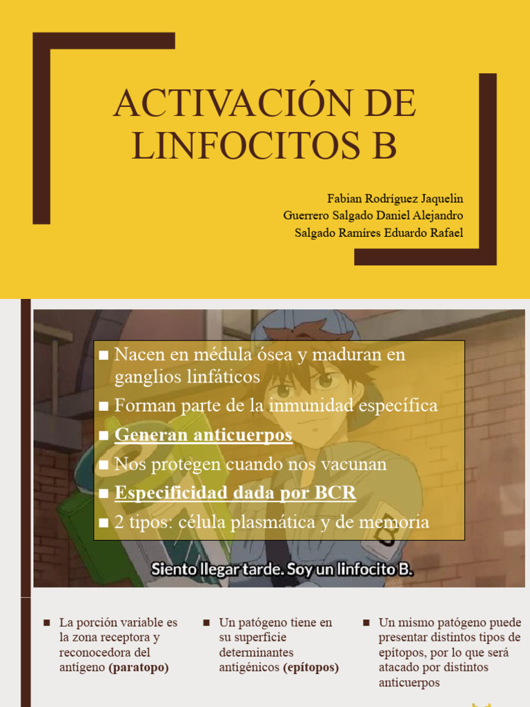 Activación De Linfocitos B Pdf Célula B Anticuerpo