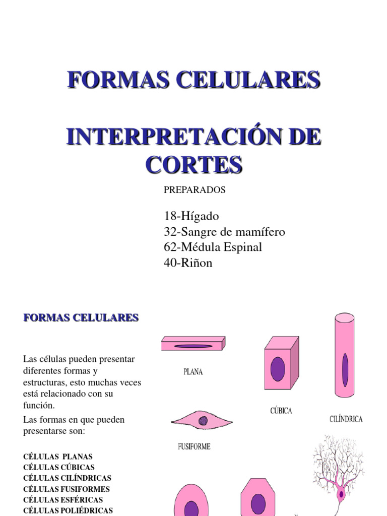 Introductorio Formas Celulares. | PDF | Biología Celular) | Zoología