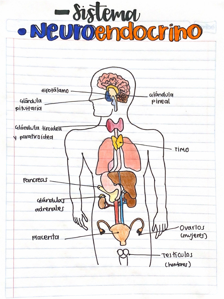 sistema neuroendocrino | PDF