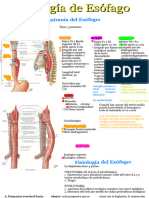 ESÒFAGO (Anatomía, Embriología, Histología y Fisiología) | PDF ...