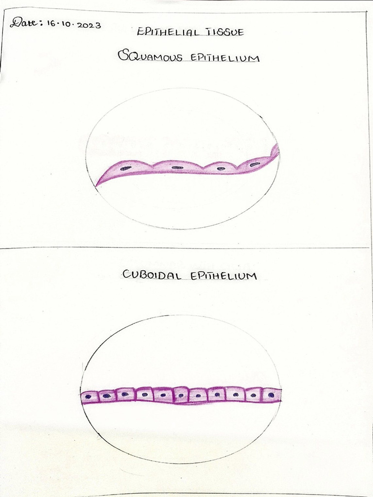 Anatomy Observation | PDF