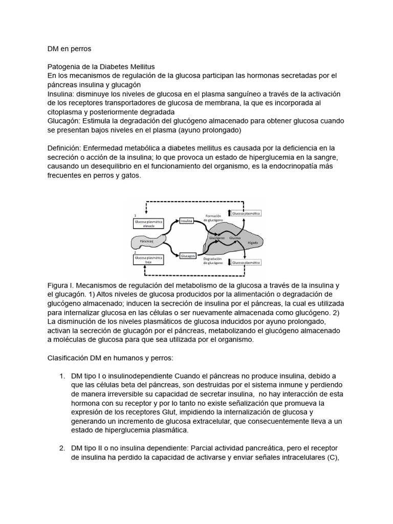 DM en Perros | PDF | Diabetes | Insulina