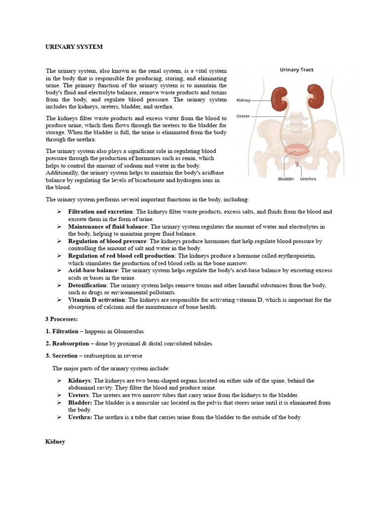 ANATOMY-OF-URINARY-SYSTEM | PDF | Kidney | Urinary System