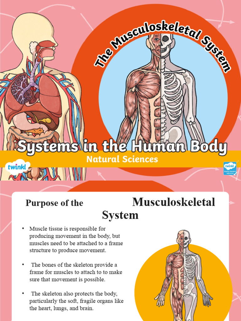 Za NST 1642930153 Systems in The Human Body Musculoskeletal System ...