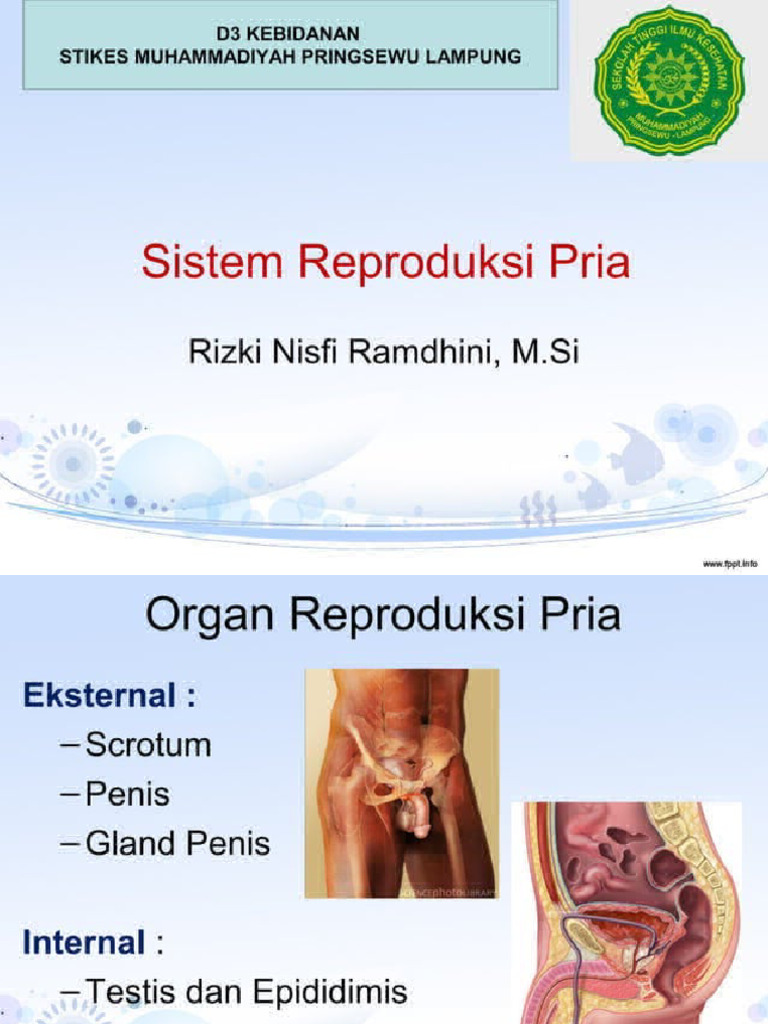 Sistem Reproduksi Pria 57539834 | PDF