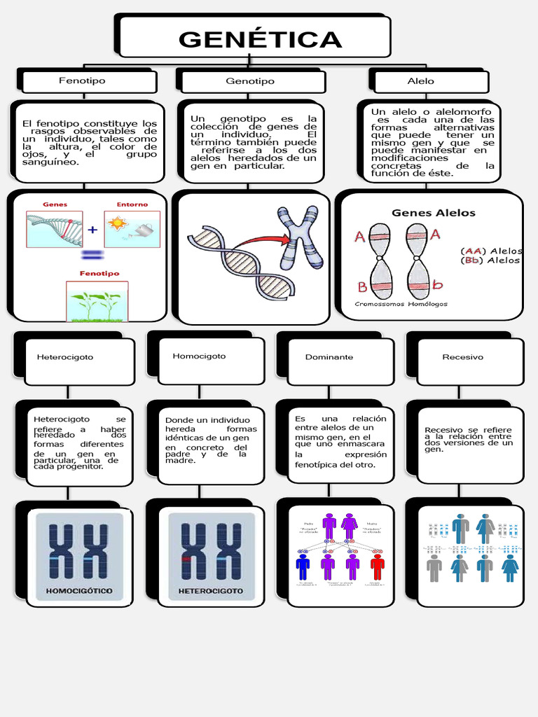 Mapa Conceptual de La Genetica 2 | PDF | Alelo | Dominancia (Genética)