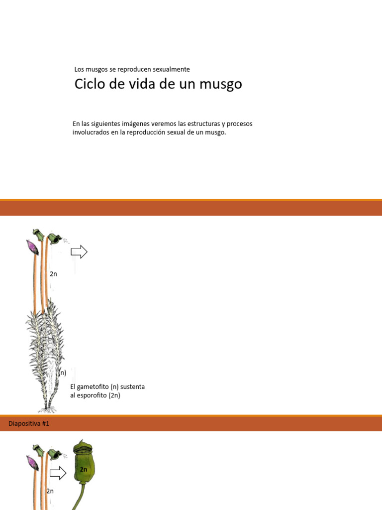 Ciclo de Vida y Reproducción del Musgo | PDF