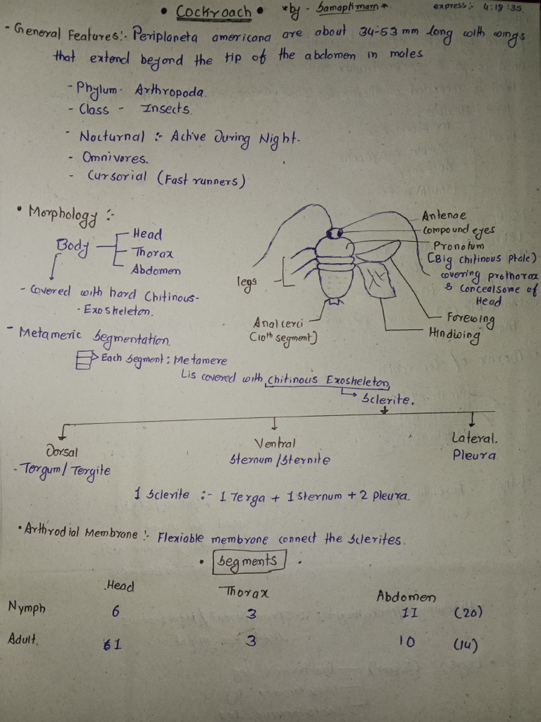 Cockroach ? - Oneshort Handwritten Notes (By Sampati Mam) | PDF ...