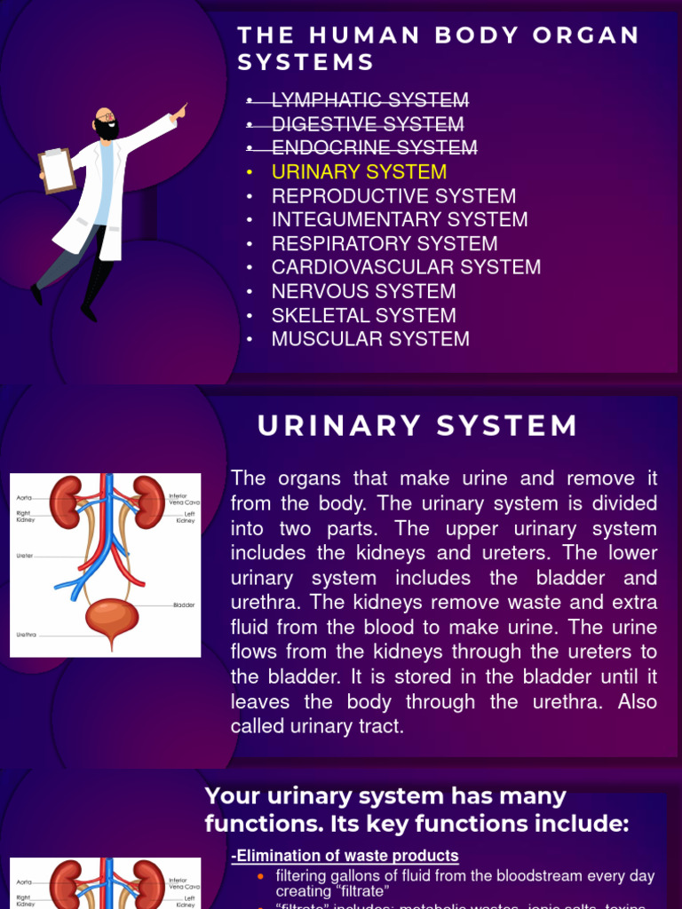 Urinary System | PDF | Urinary System | Kidney