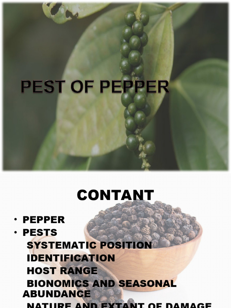 Pest of Pepper Final1 | PDF | Black Pepper | Pupa