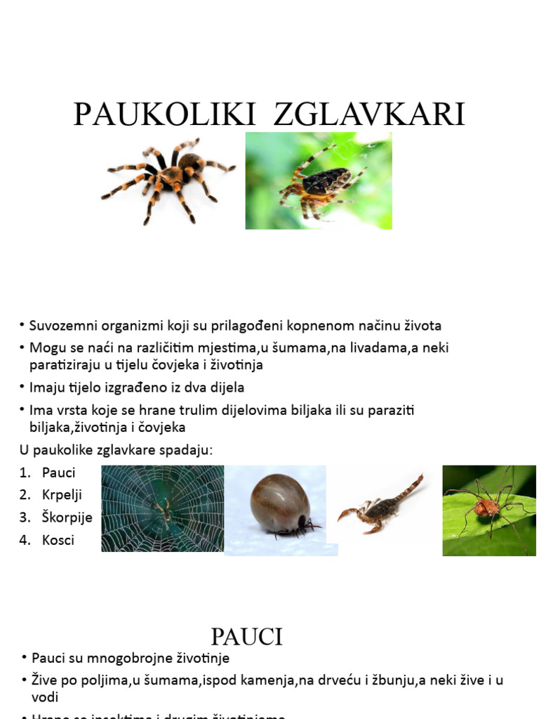 Paukoliki Zglavkari | PDF
