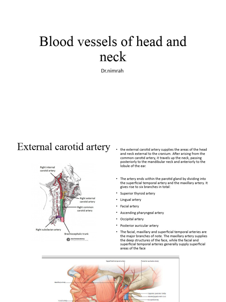 Blood Vessels of Head and Neck | Download Free PDF | Common Carotid ...