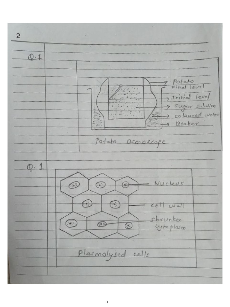 Biology Practical Exam Imp Diagram Pdf 