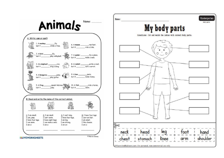 Year 2 Body Parts and Animals | PDF