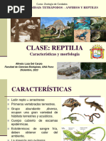 Anatomía y Fisiología de Reptiles | PDF | Esqueleto | Cráneo