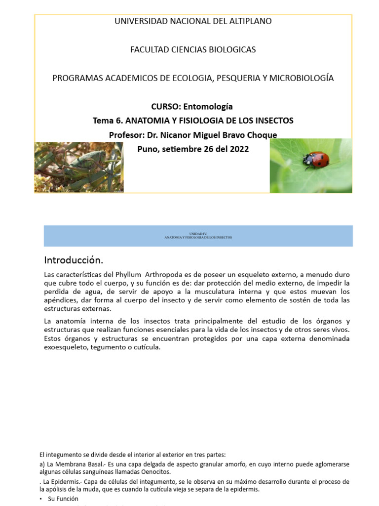 PPT. Sesión 6. Anatomia y Fisiologia de Los Insectos. | PDF | Digestión ...