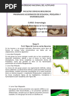 Evolución de Insectos: Cronología y Origen | PDF | Insectos | Escala de ...