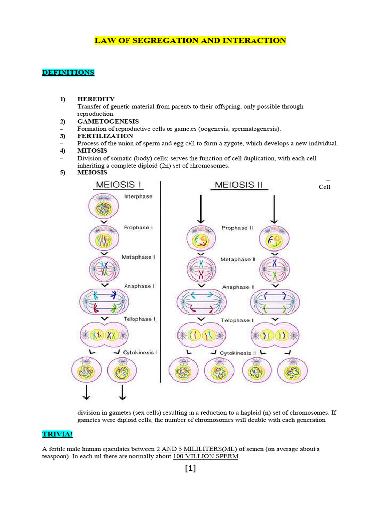 LAW OF SEGREGATION AND INTERACTION | PDF | Dominance (Genetics) | Meiosis