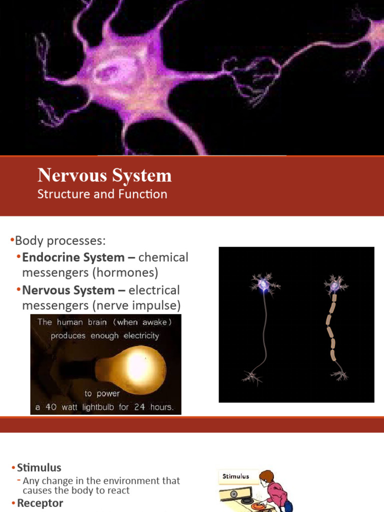 Nervous System | PDF | Central Nervous System | Neuron