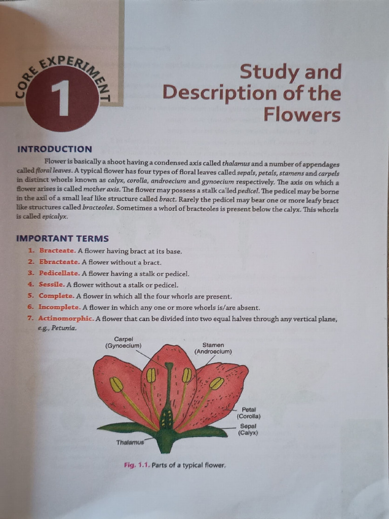 Adobe Scan Jan 09, 2024 | PDF | Flowers | Petal