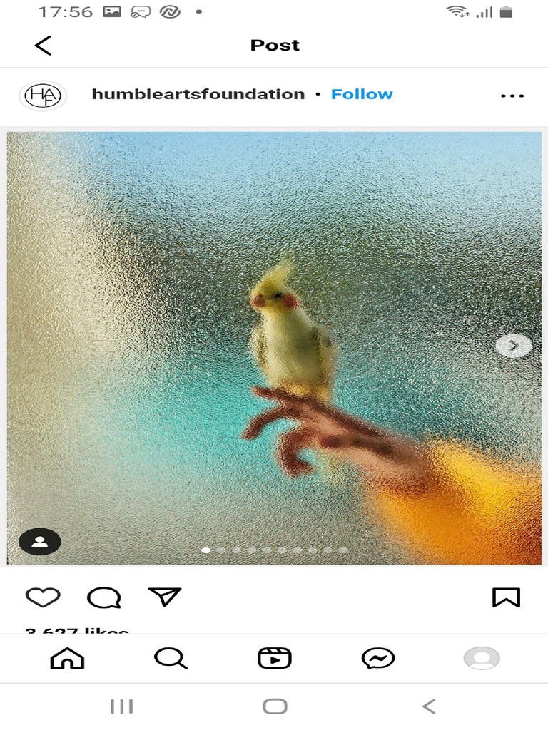 Bird Pdf
