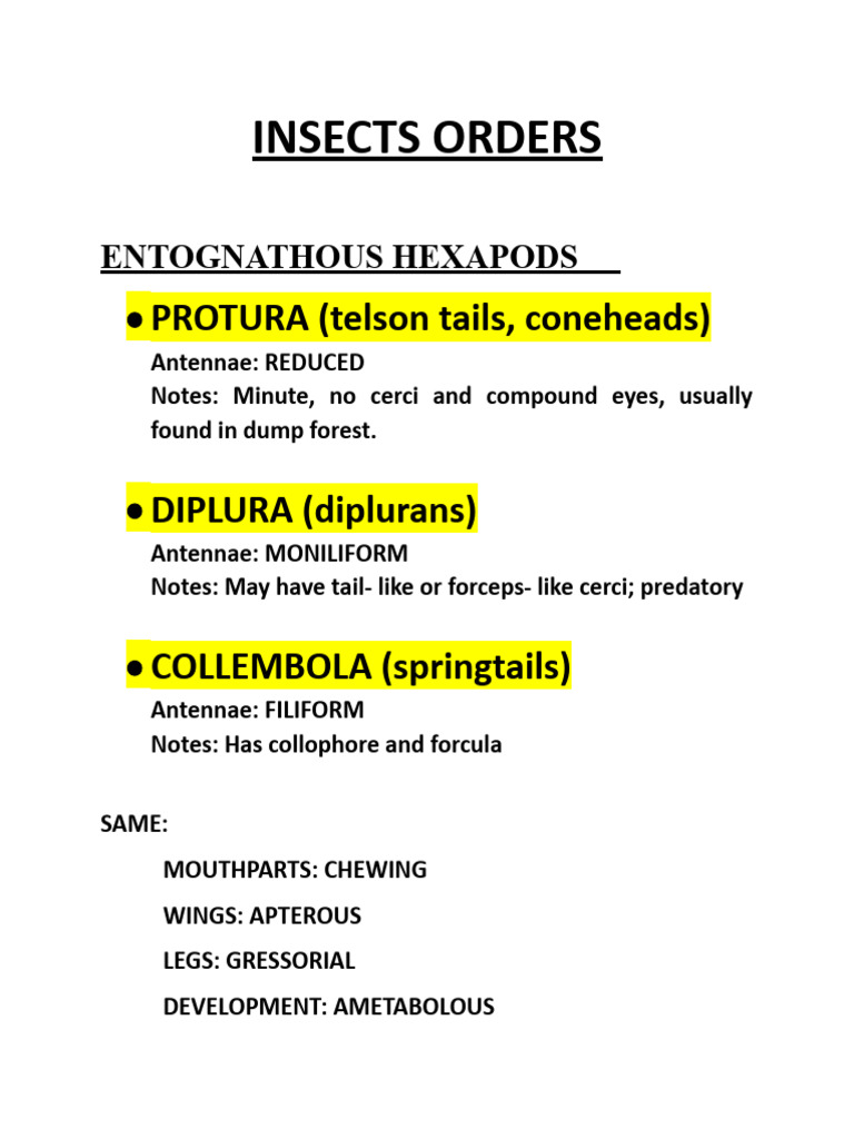Insects Orders | PDF | Fly | Beetle