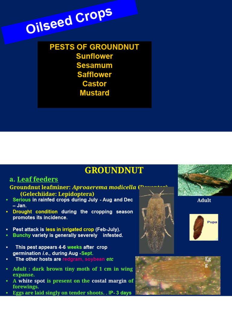 7 oilseeds.ppt | PDF | Lepidoptera | Pupa