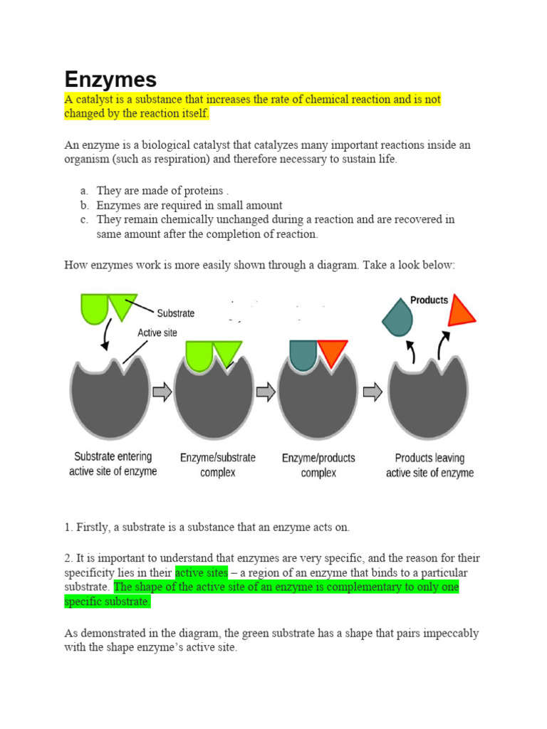 Enzymes | PDF | Enzyme | Active Site