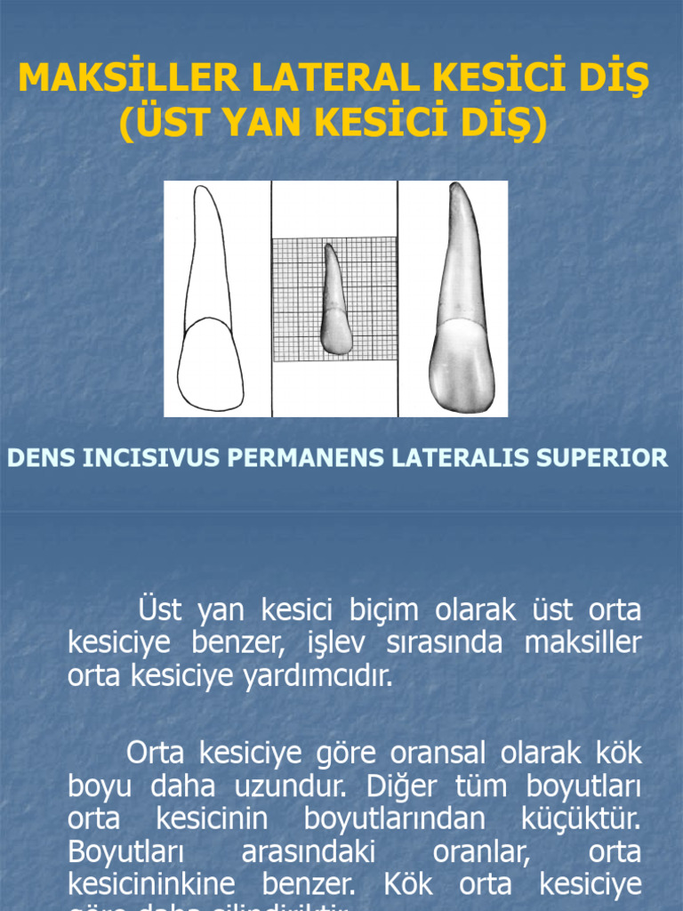 1- Diş Anatomisi Maxiller Lateral | PDF