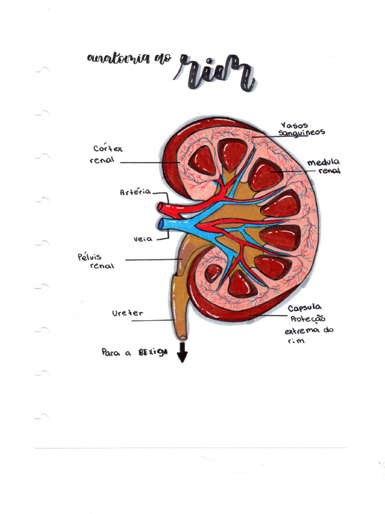 Anatomia do rim | PDF