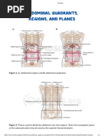 Gummy Bear Lab | PDF | Anatomical Terms Of Location | Animal Physiology